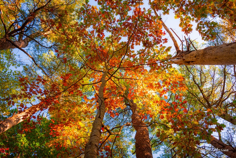 Maine Autumn Leaves Giclée Print: Fine Art Fall Decor, Authentic ...