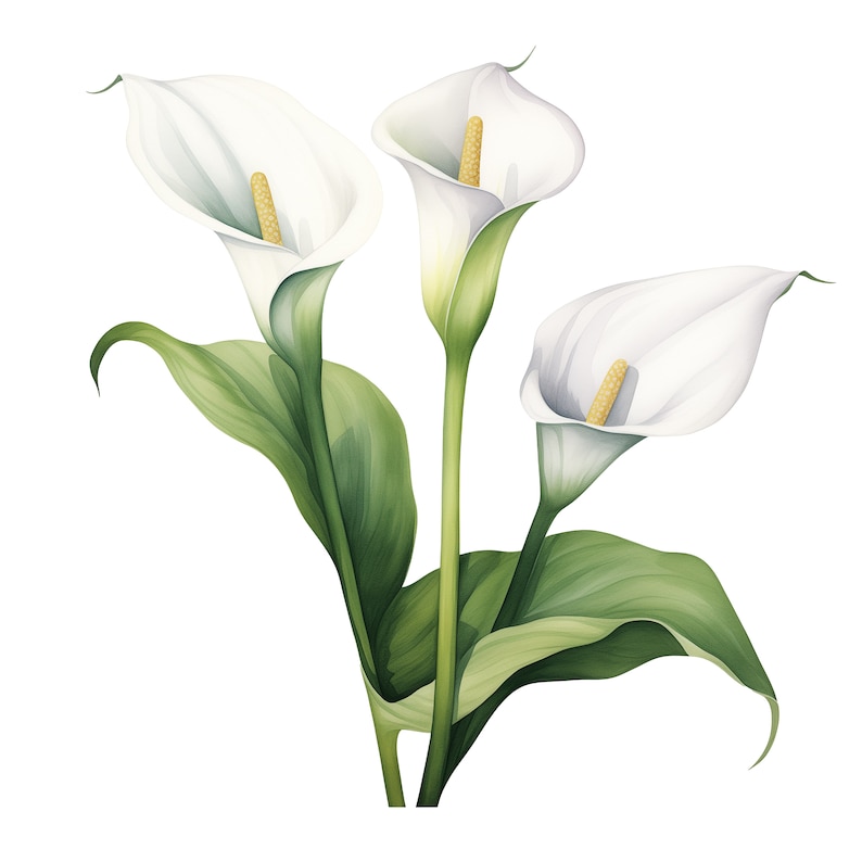 Transparent Background Watercolor Calla Lily PNG Clipart Bundle Digital ...