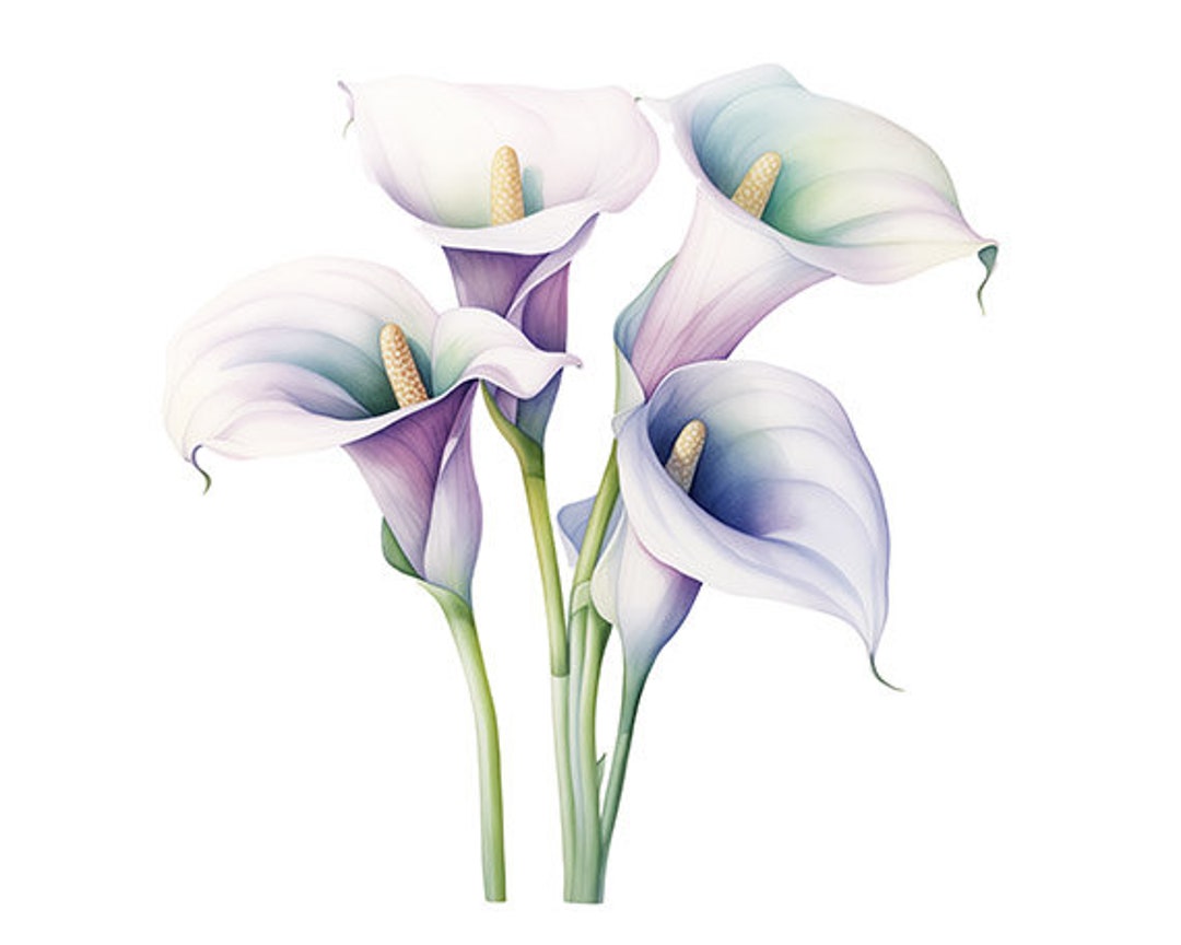 Transparent Background Watercolor Calla Lily PNG Clipart Bundle Digital ...