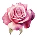 Transparent Background 12 Rose Color Variety Clipart Bundle, Digital ...