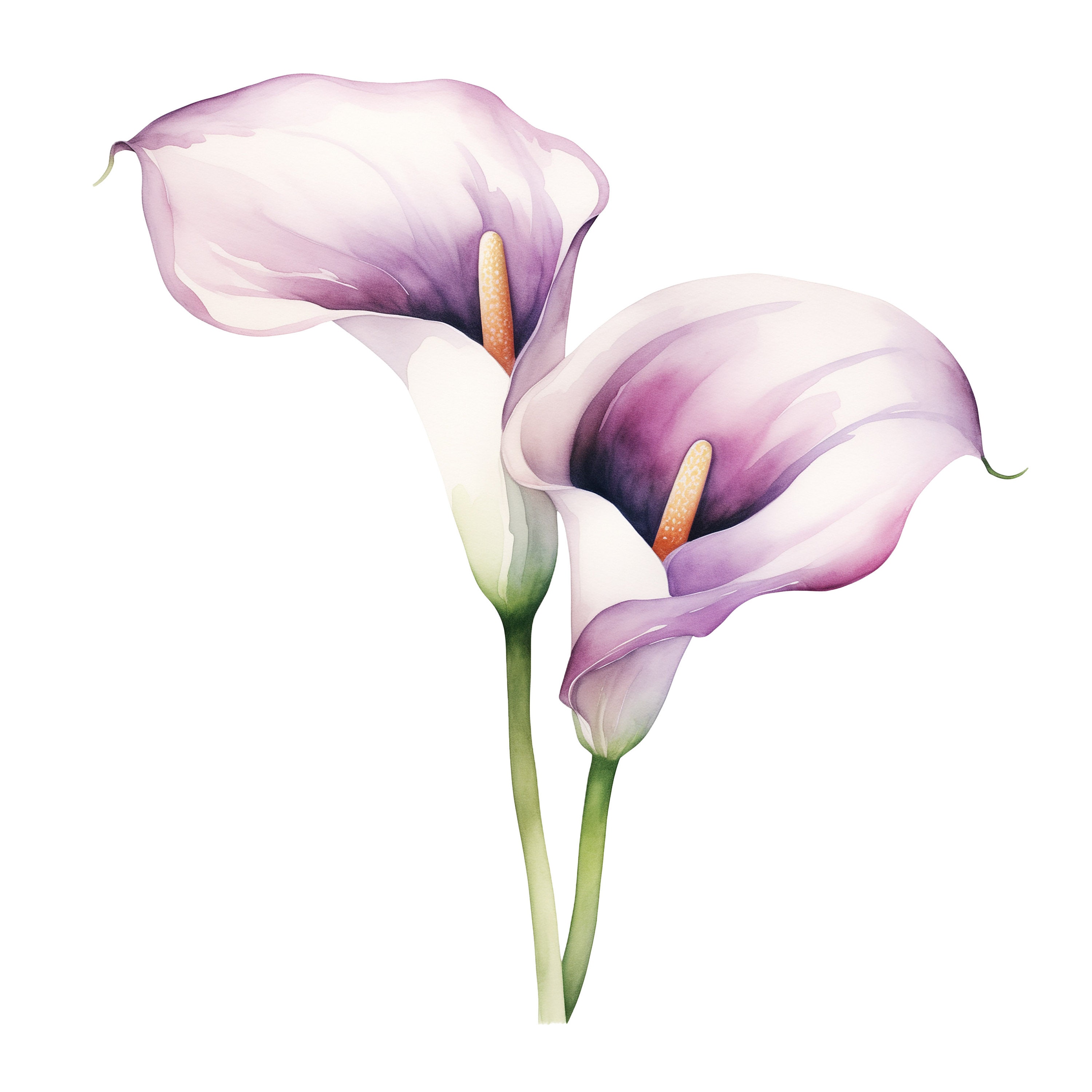 Transparent Background Watercolor Calla Lily PNG Clipart Bundle Digital ...