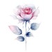 Transparent Background 12 Rose Color Variety Clipart Bundle, Digital ...