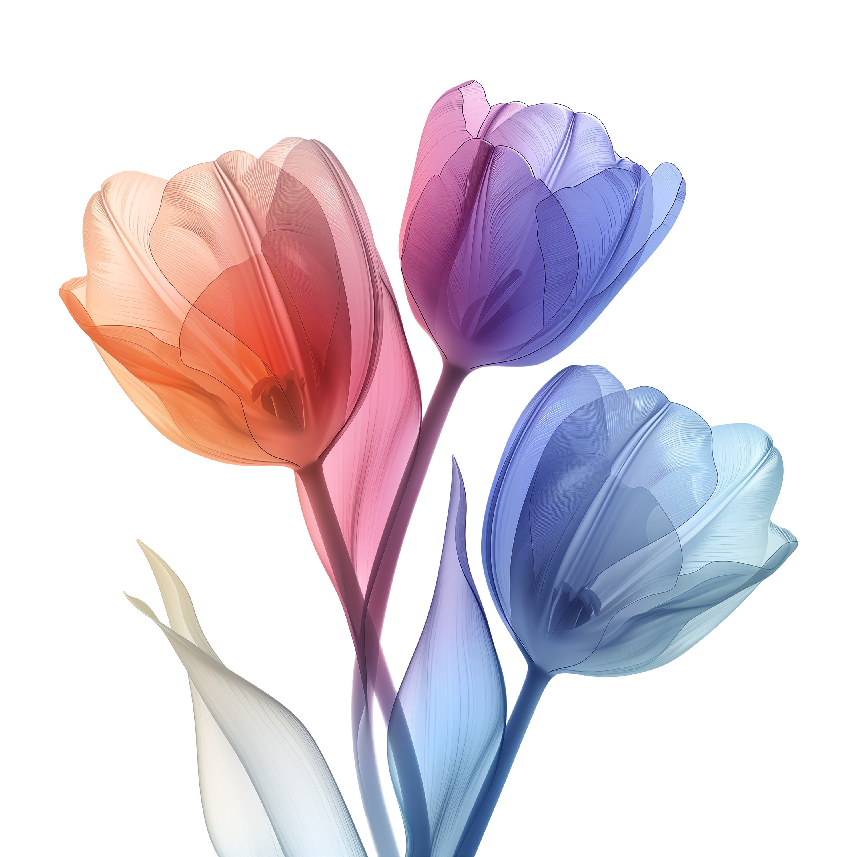 Transparent Background Abstract Flower PNG Clipart Bundle Digital ...