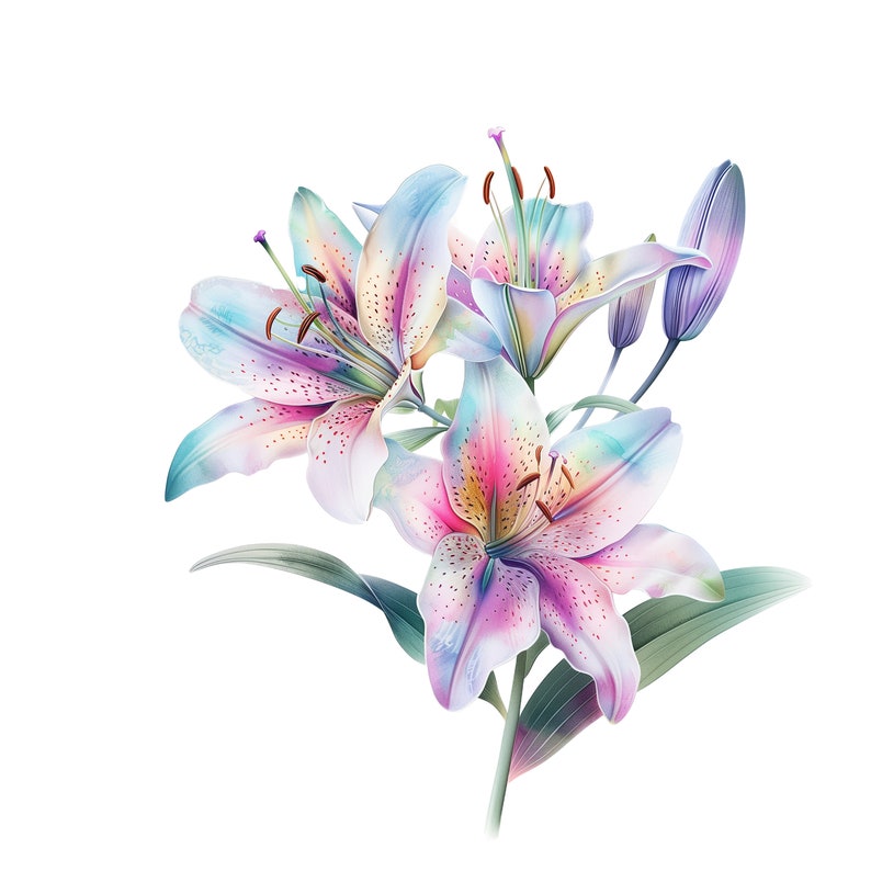 Transparent Background Abstract Stargazer Lily PNG Clipart Bundle ...