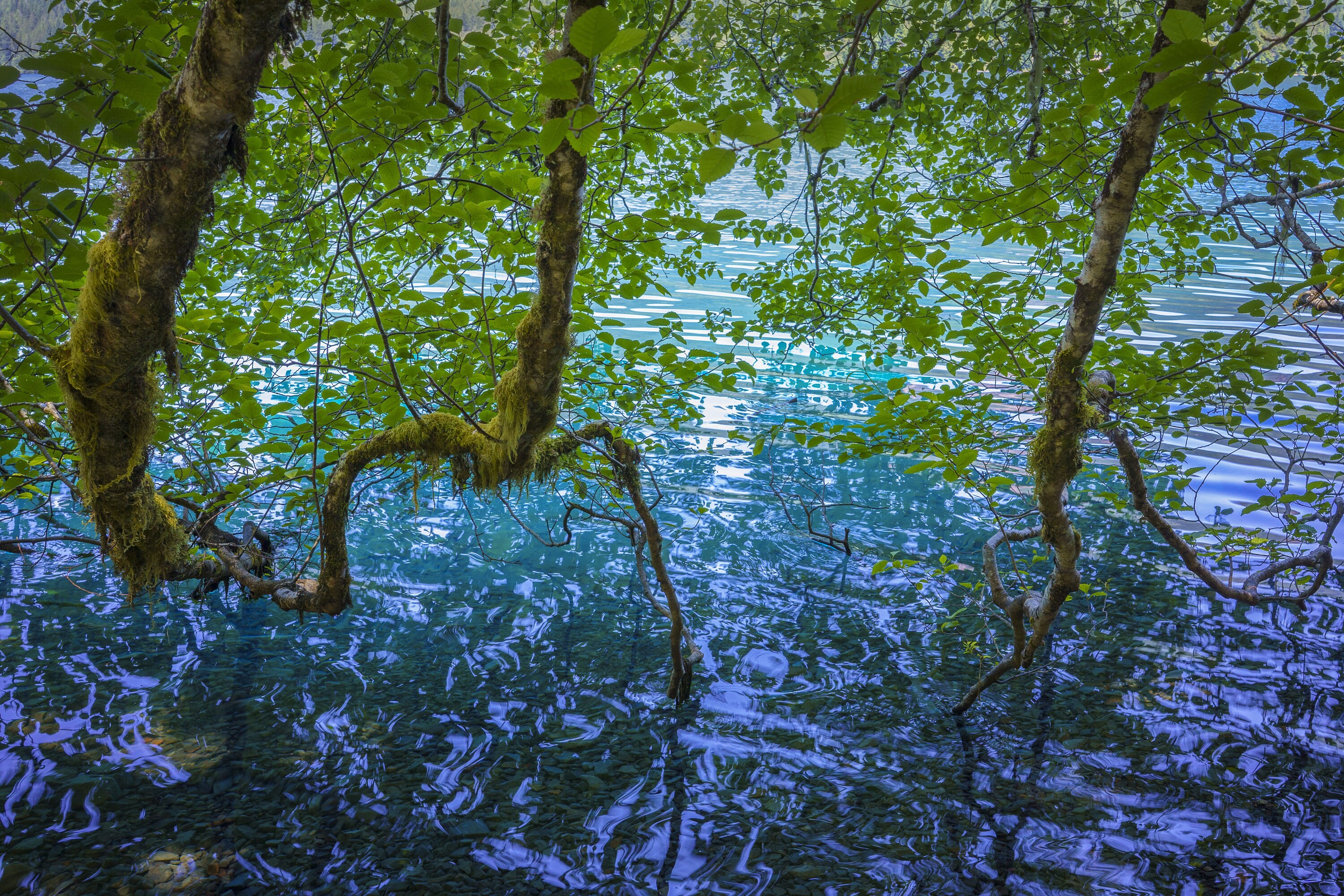 Fine Art Photograph Lake Crescent Trees Large Format up to 20x30 - Etsy
