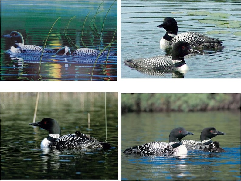 Set of 12 Loon Birds Fabric Quilt Blocks - Etsy