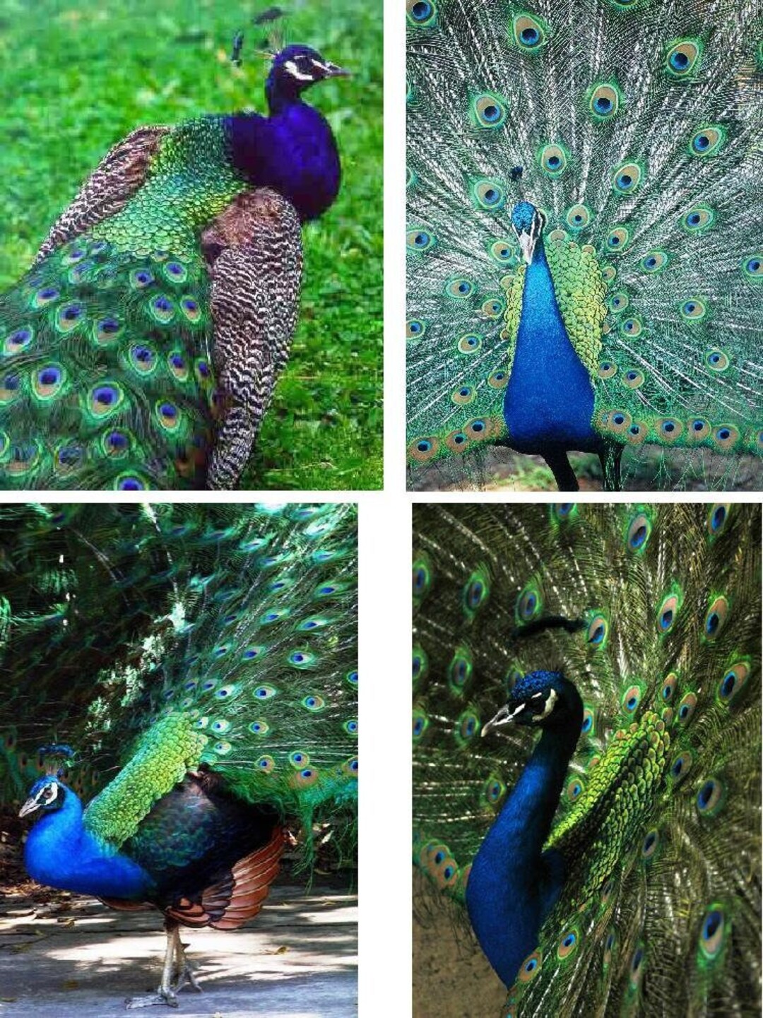 Set of 4 Peacocks Fabric Quilt Blocks - Etsy