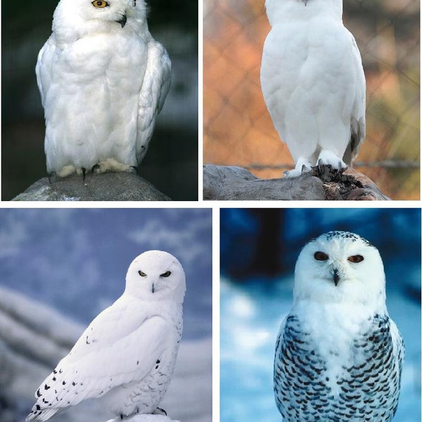 Owl Quilt Panels - Etsy