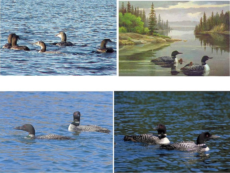 Set of 12 Loon Birds Fabric Quilt Blocks - Etsy