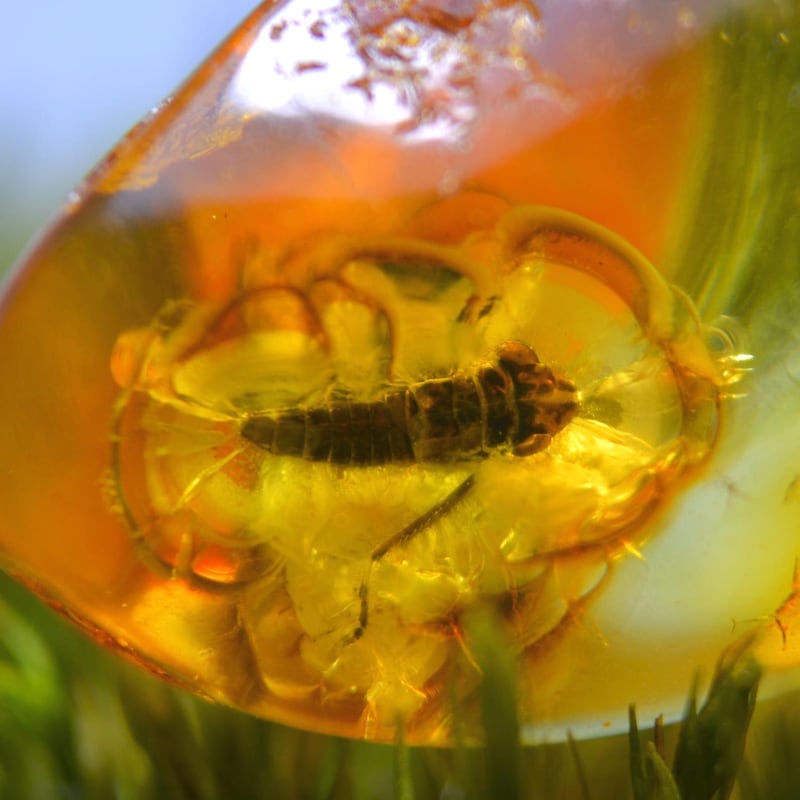 Dragonfly in Amber - Etsy