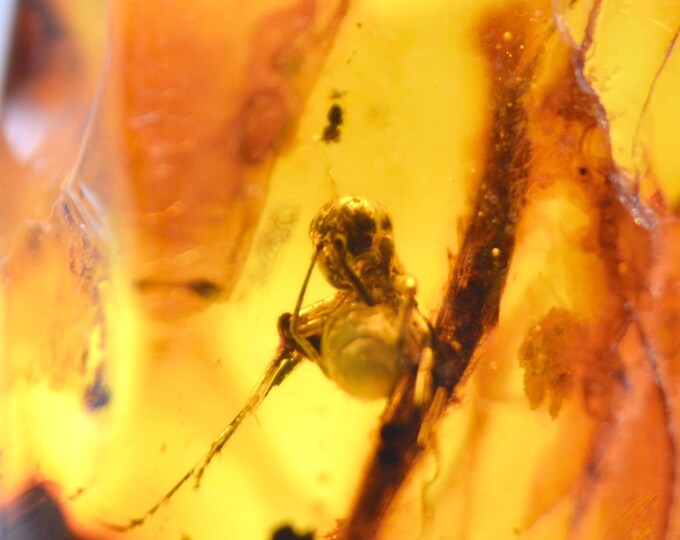 Two Ants Are Stuck Forever in a Drop of Resin, INCLUSION Fossil Insect ...