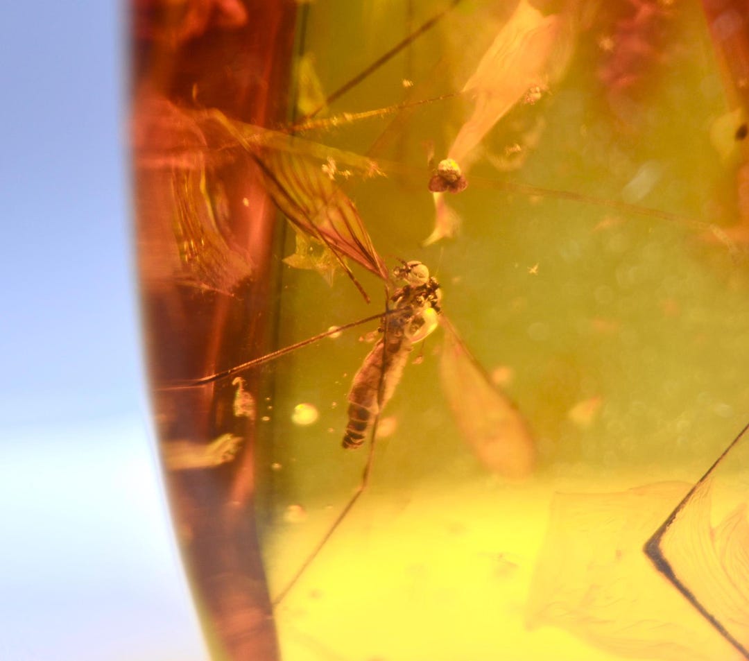 Amber With INCLUSION, Beautiful Crane Fly in Amber, Inclusion Ukrainian ...