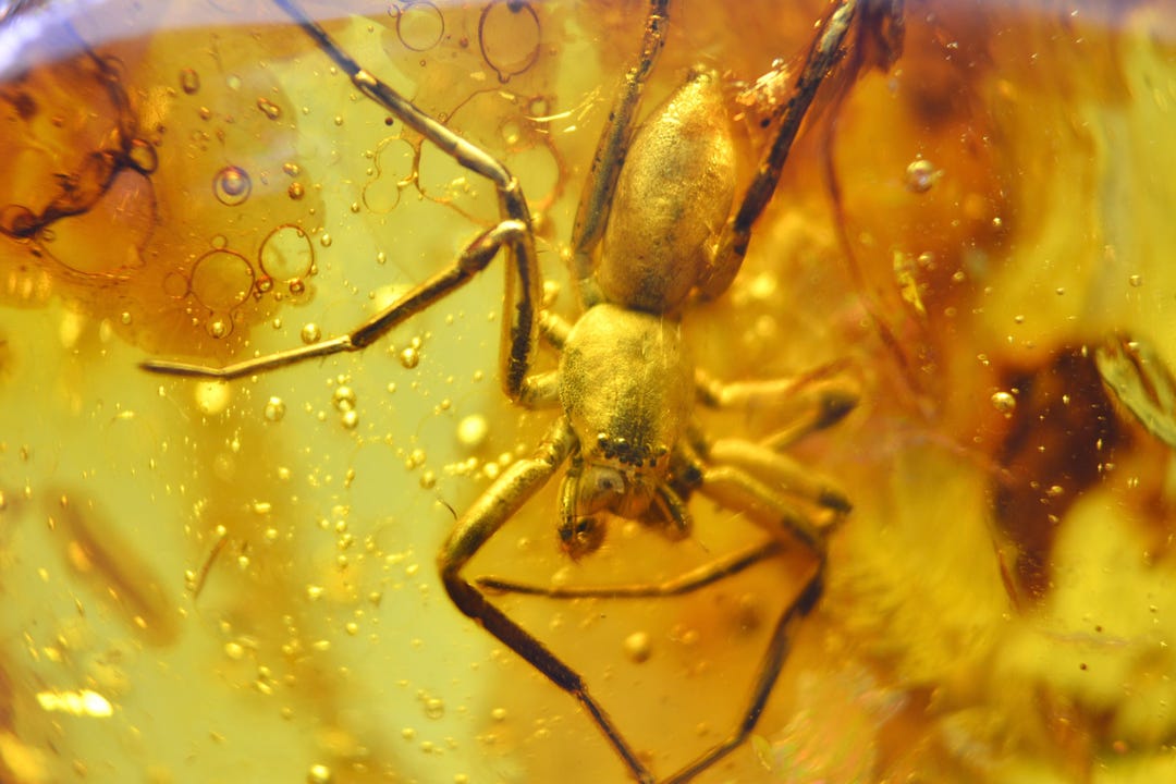 Perfect Big SPIDER in Amber, INCLUSION Fossil Insect, Natural Ukrainian ...