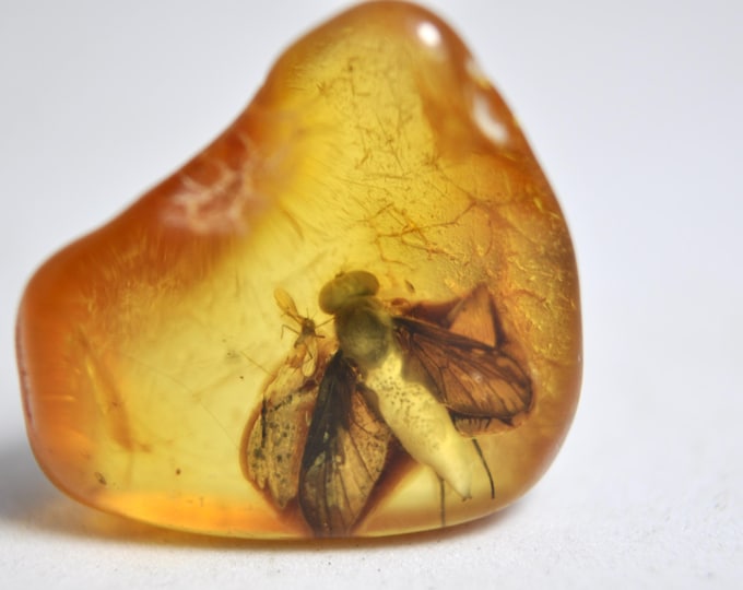 Amber With Inclusion, Moth in Amber, Inclusion Ukrainian Amber, Fossil ...