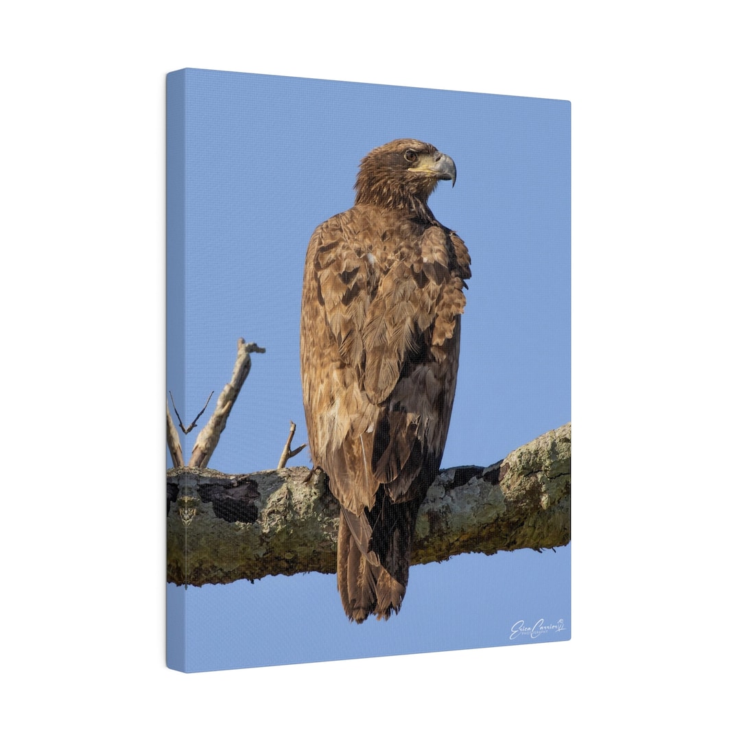 Juvenile Bald Eagle Matte Canvas, Eagle Canvas Eagle Gifts 8x10 - Etsy