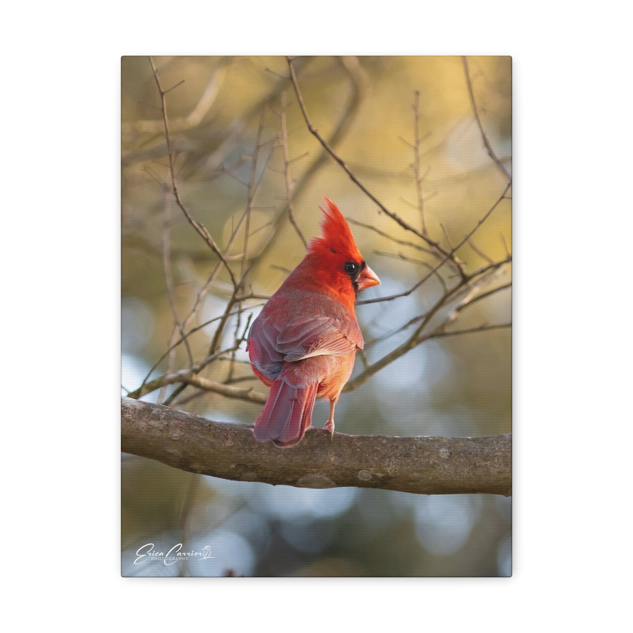 Cardinal Canvas Gallery Wraps, Cardinal Gifts, Red Bird Canvas, Red ...