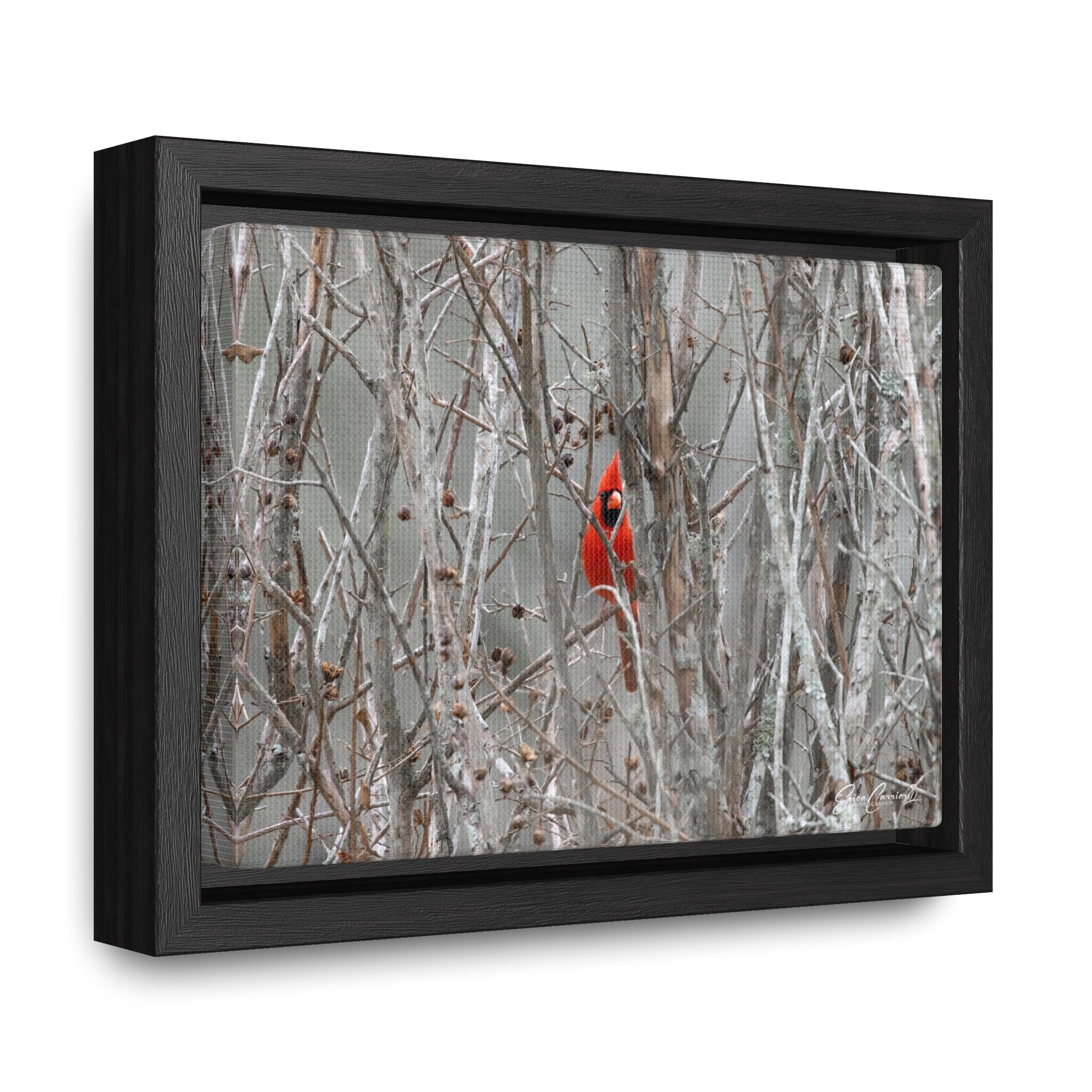 Northern Cardinal Framed Canvas, Cardinal Art, Cardinal Canvas, Gallery ...
