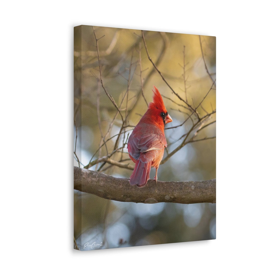 Northern Cardinal Canvas Cardinal Art Cardinal Gift - Etsy