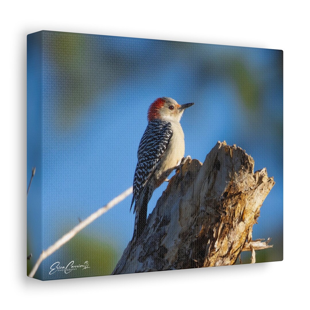 Red Bellied Woodpecker Canvas, Woodpecker Canvas, Woodpecker Gift, Bird ...