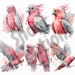 Australian Native Galah Bird Watercolor Line Drawing Clipart PNG JPEG ...