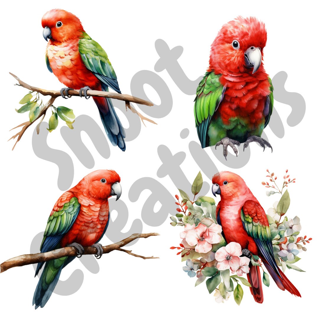Cute Australian King Parrot Watercolor Clipart PNG Transparent ...