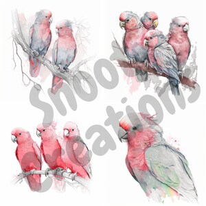 Australian Native Galah Bird Watercolor Line Drawing Clipart PNG JPEG ...