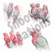 Australian Native Galah Bird Watercolor Line Drawing Clipart PNG JPEG ...