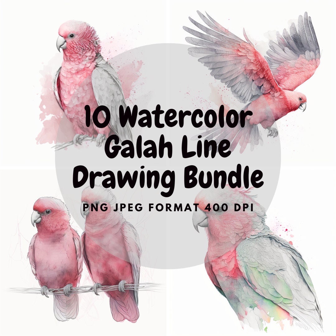 Australian Native Galah Bird Watercolor Line Drawing Clipart PNG JPEG ...