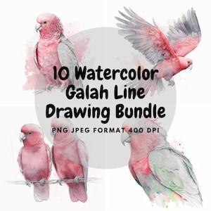 Australian Native Galah Bird Watercolor Line Drawing Clipart PNG JPEG ...