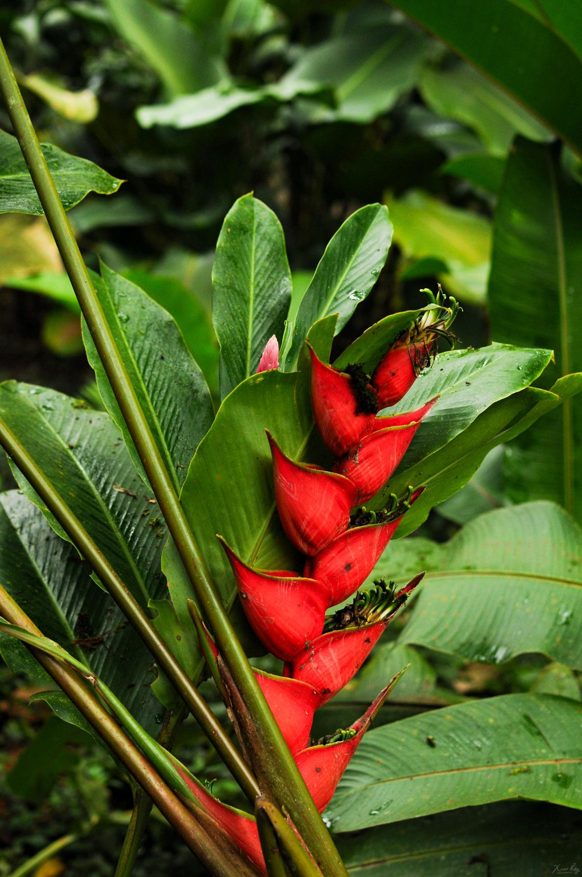 Heliconia Tropical Flower - Botanical Wall Art, Digital Download ...
