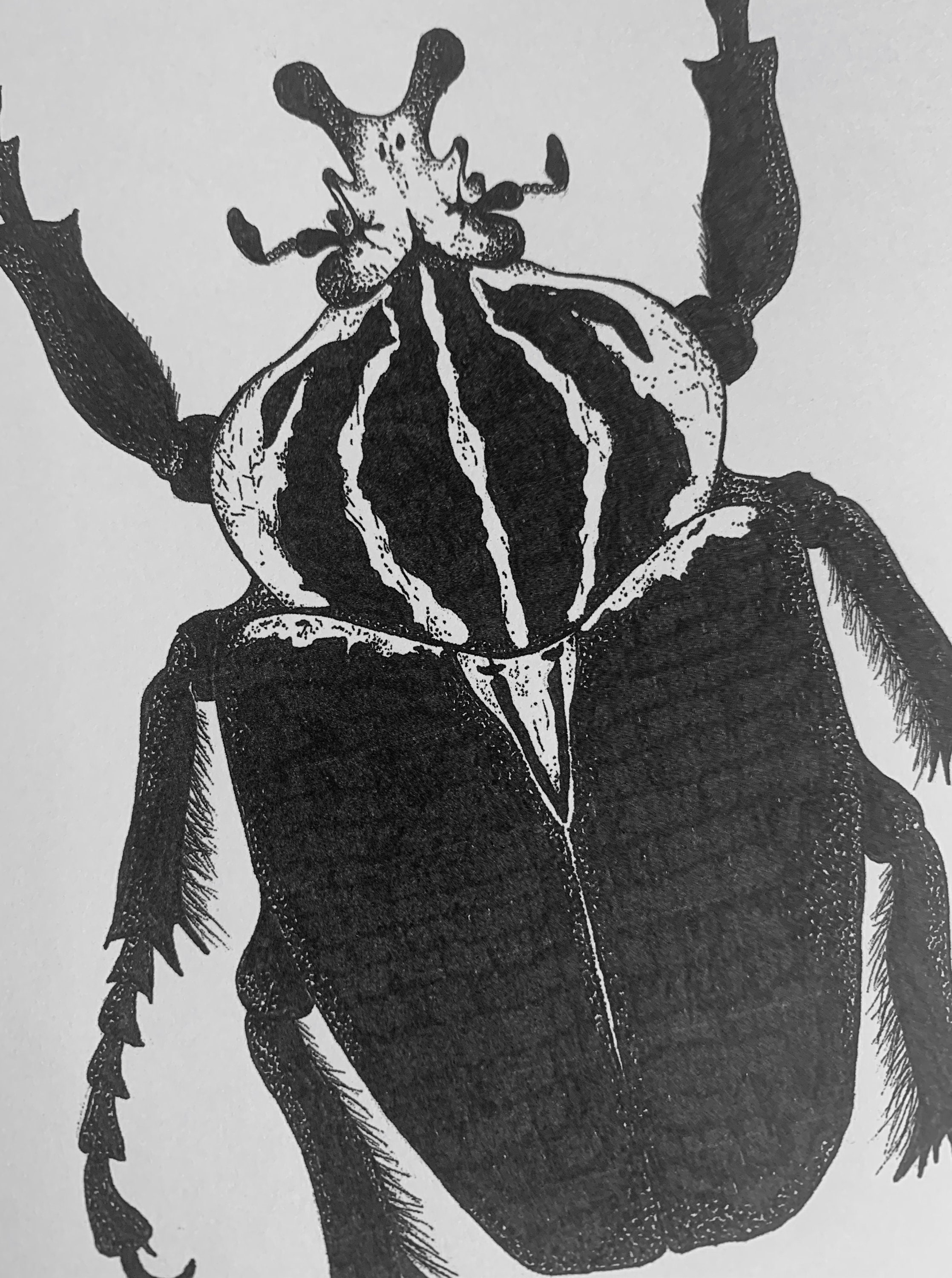 MAGNUS Goliath Beetle Beetle Insect Art Gothic Macabre Hand Drawn ...