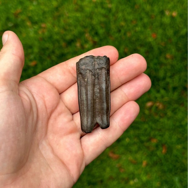 Fossil Horse Tooth - Etsy