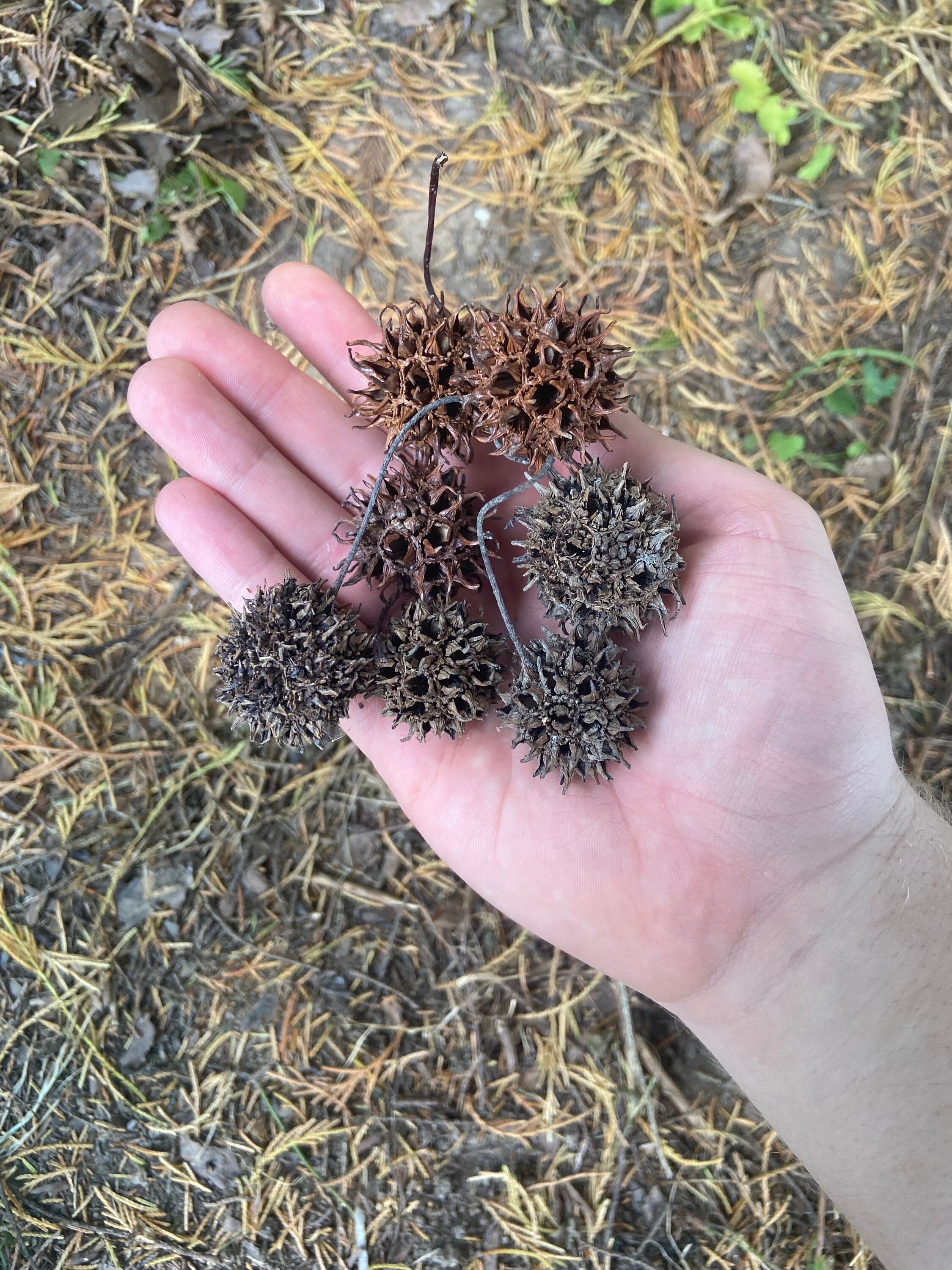 10 Dried Sweetgum Pods / Terrariums / Crafts / Isopod Food - Etsy