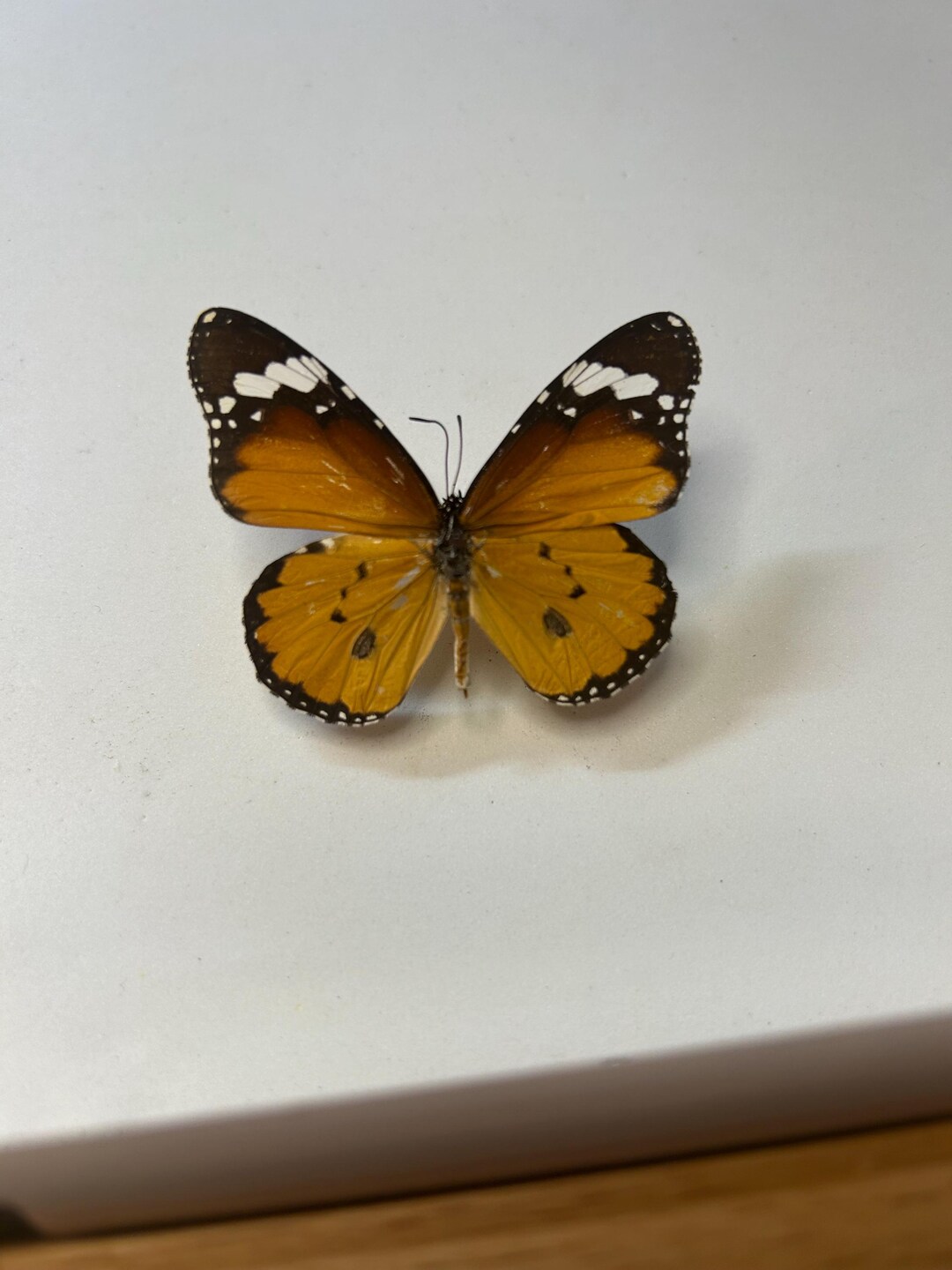 A1- Danaus Chrysippus Butterfly Nymphalidae Decor Specimen Collection ...