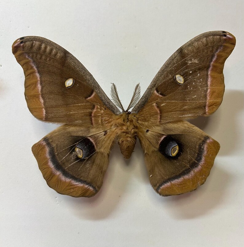 A1- Antheraea Polyphemus Male Moth Saturniidae Decor Specimen ...
