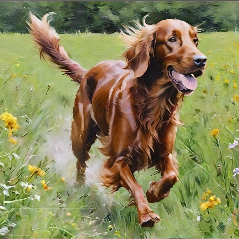 Irish Setter Art - Etsy