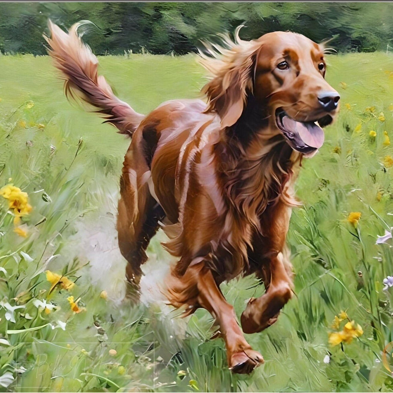 Irish Setter Dog Running on Meadow Field Sunny Day Horizontal Frame Oil ...