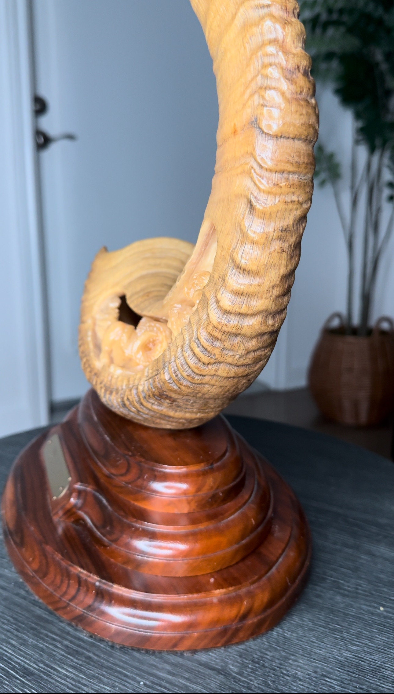 Alaskan Ram Horn Carving - Etsy