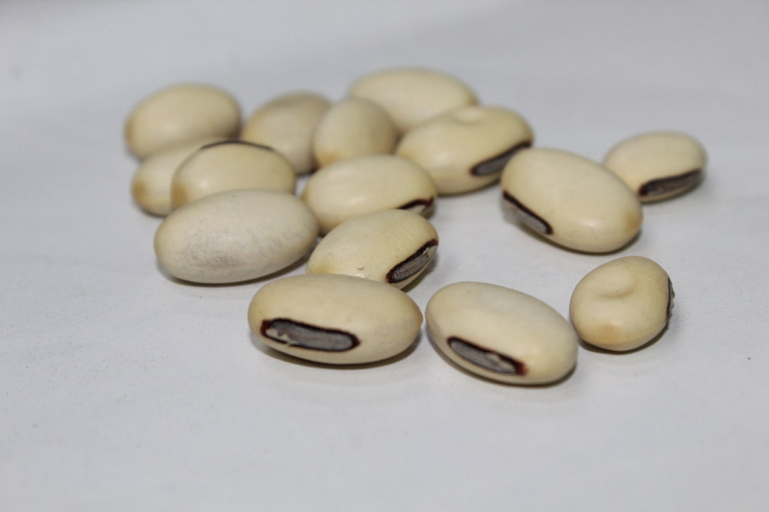 Cowitch Seed | Cowhag White | Konch White - Exploring the Potential of ...