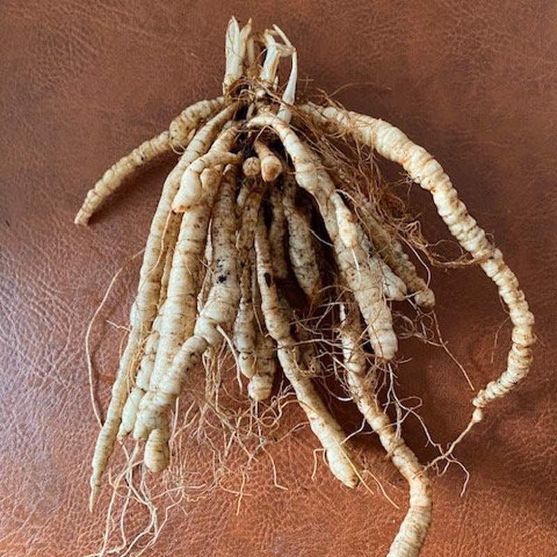 Alkoholische Reptilian - Etsy Canada