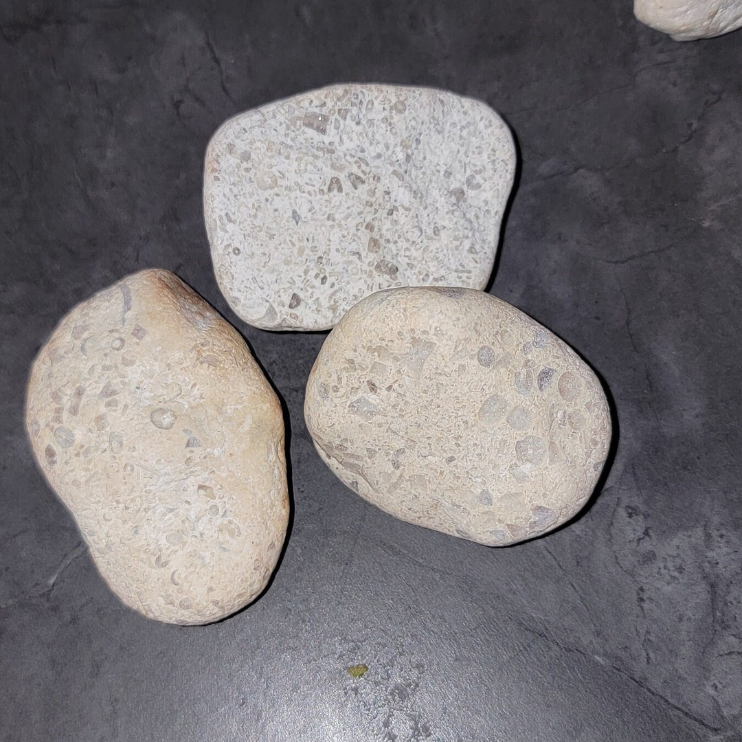 ANCIENT CRYSTALLINE Sea FOSSILS Stunning Crystallized - Etsy