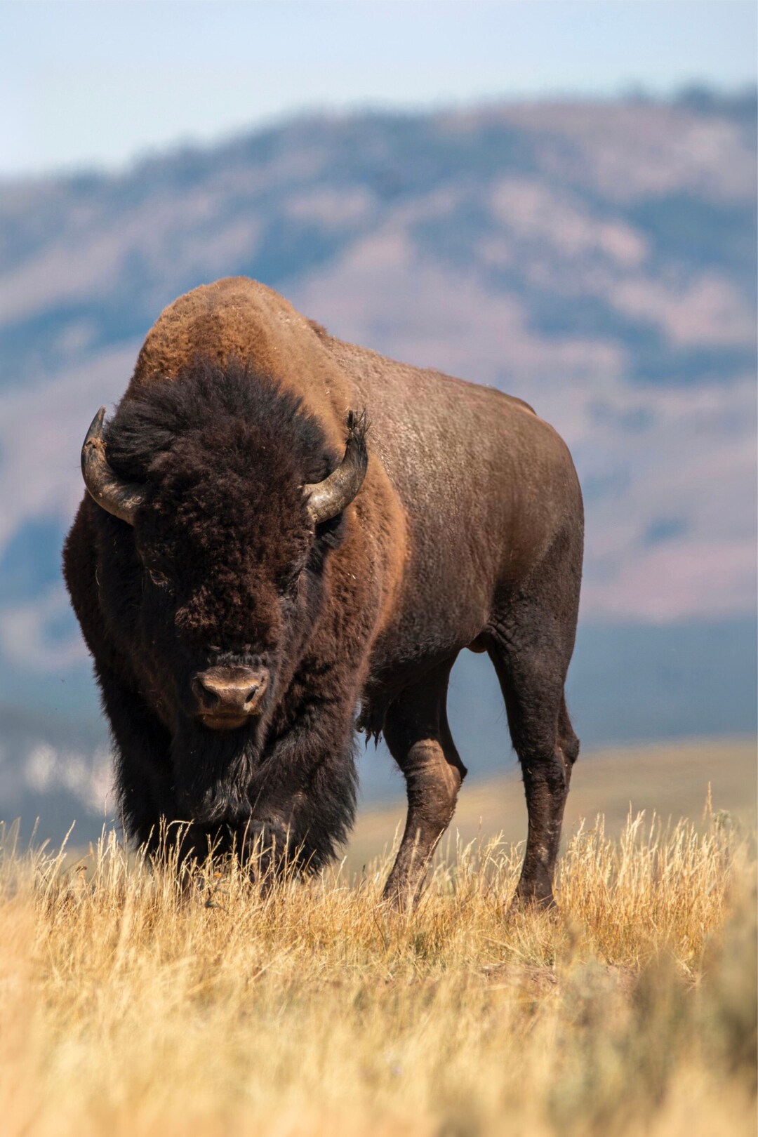 Bull Buffalo Canvas Artwork for Home or Office, Wall Hanging, North ...