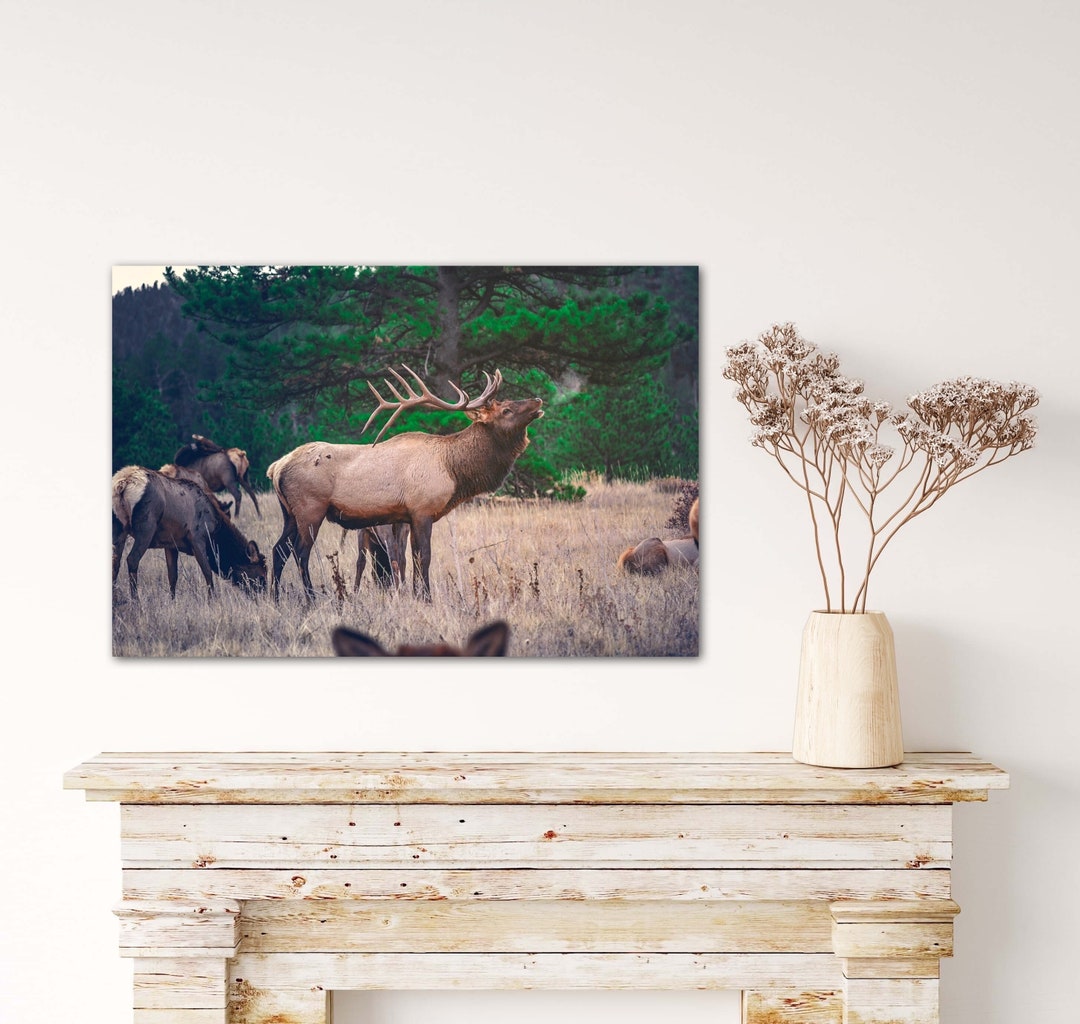 Wall Art, Bull Elk Bugling, Elk Canvas Artwork for Home or Office - Etsy