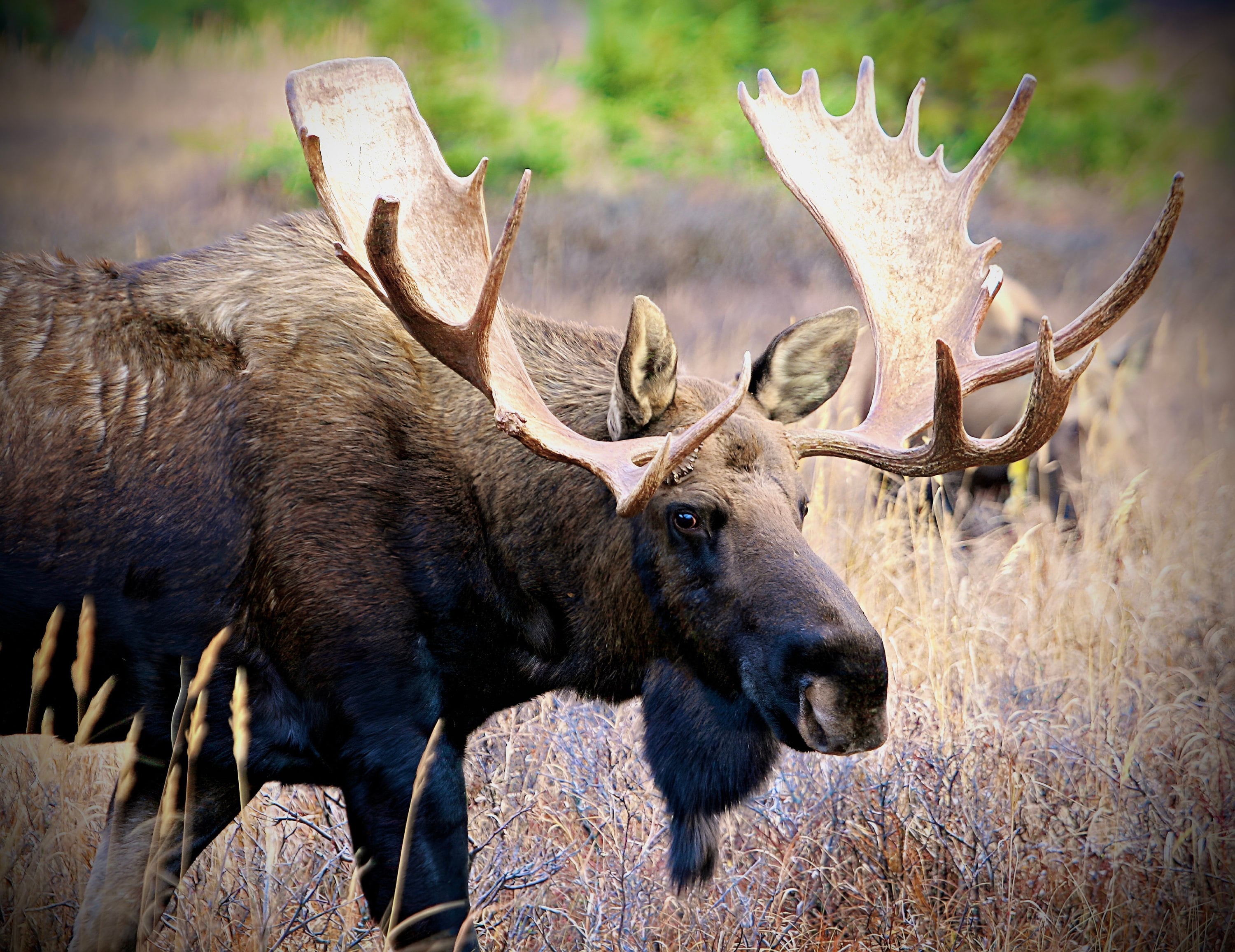 Large Bull Moose, Large Wall Decor, Bull Moose With Big Rack, Canvas ...