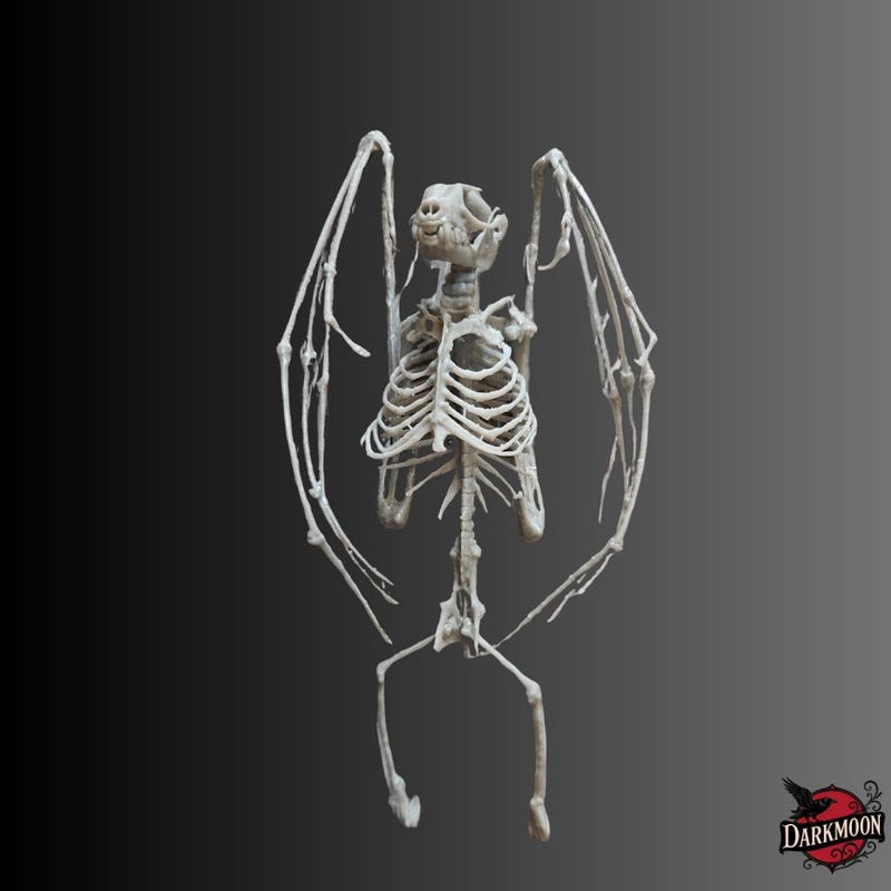 Oddity Bat Skeletons - Etsy UK