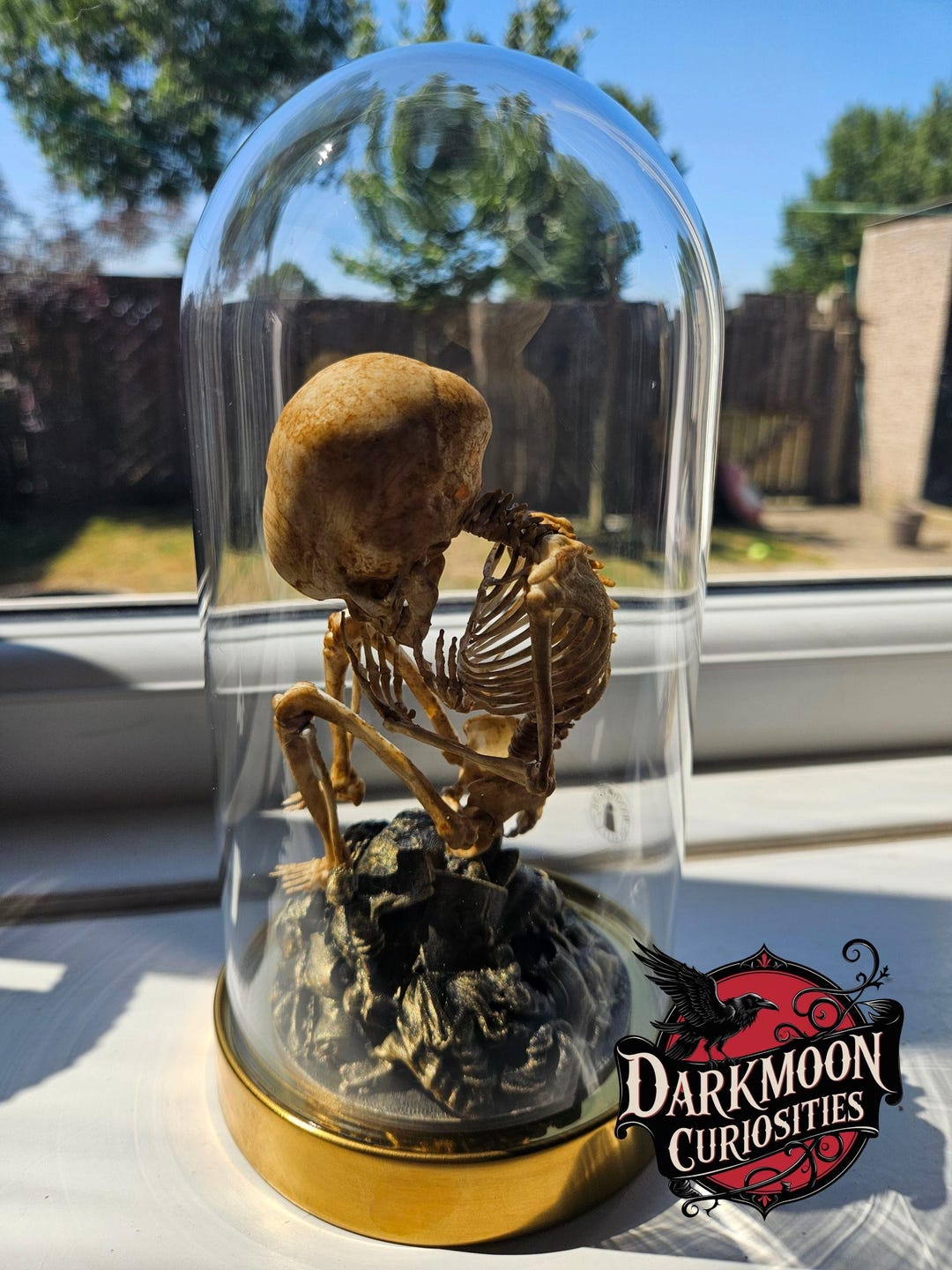 Hand-painted Foetus Skeleton in Glass Dome – Anatomical Gothic Oddity ...