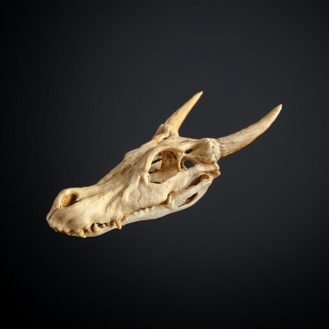 Life-sized Kobold Skull Prop – 3D Printed in Bone White PLA & Hand ...