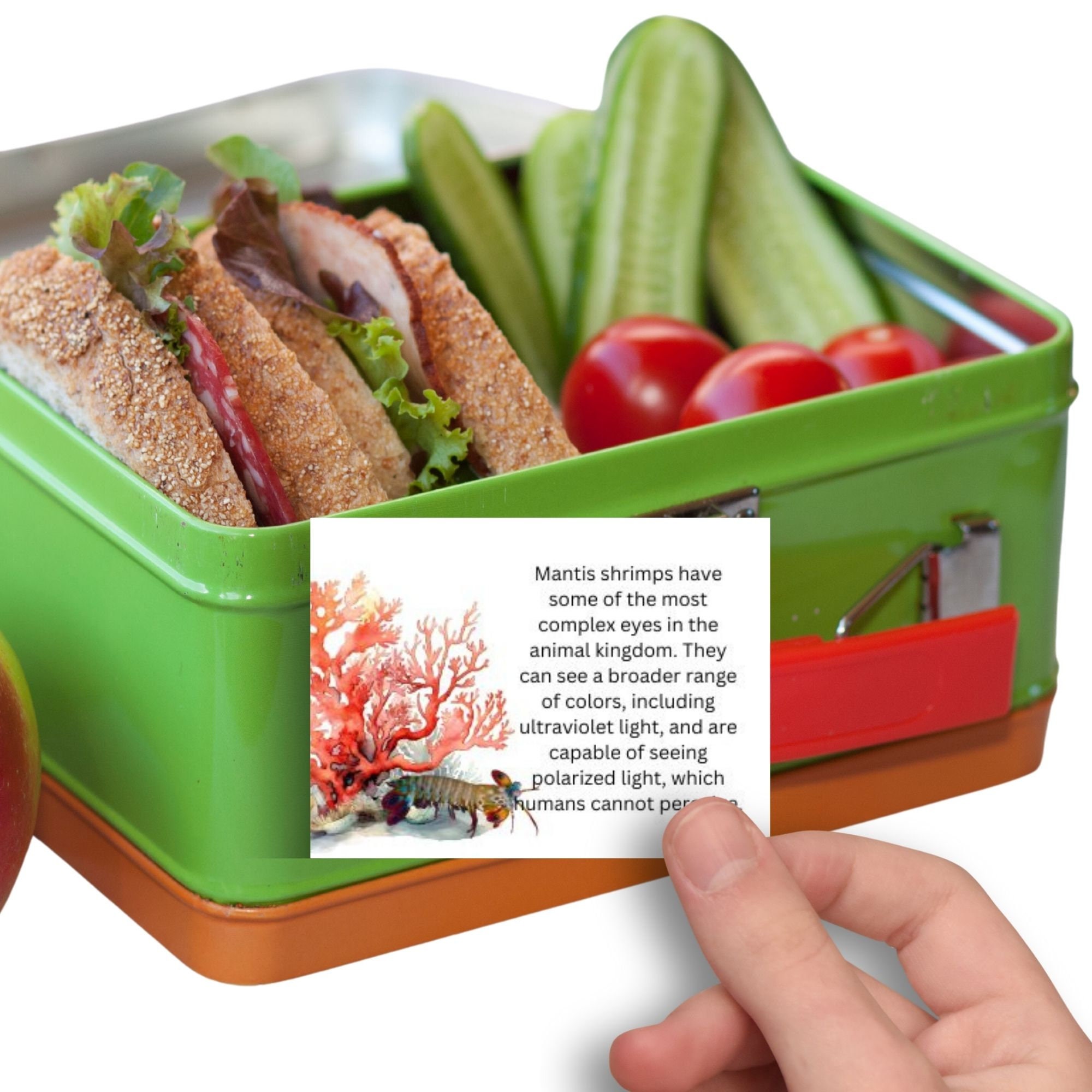 Printable Ocean Animal Lunch Box Notes Fun Facts Science Learning ...