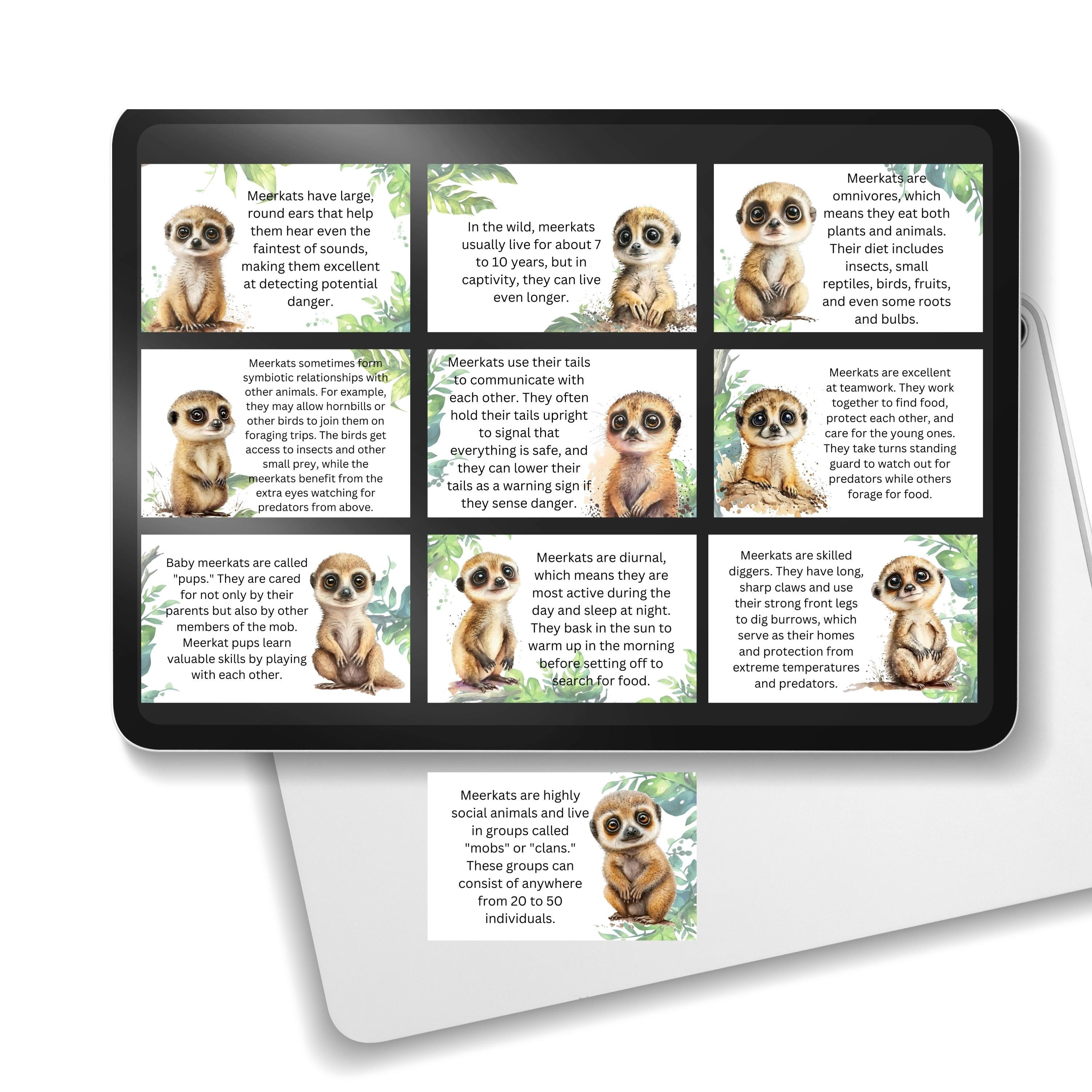 Printable Lunch Box Notes: MEERKAT Safari Animal Fun Facts Lunch Box ...