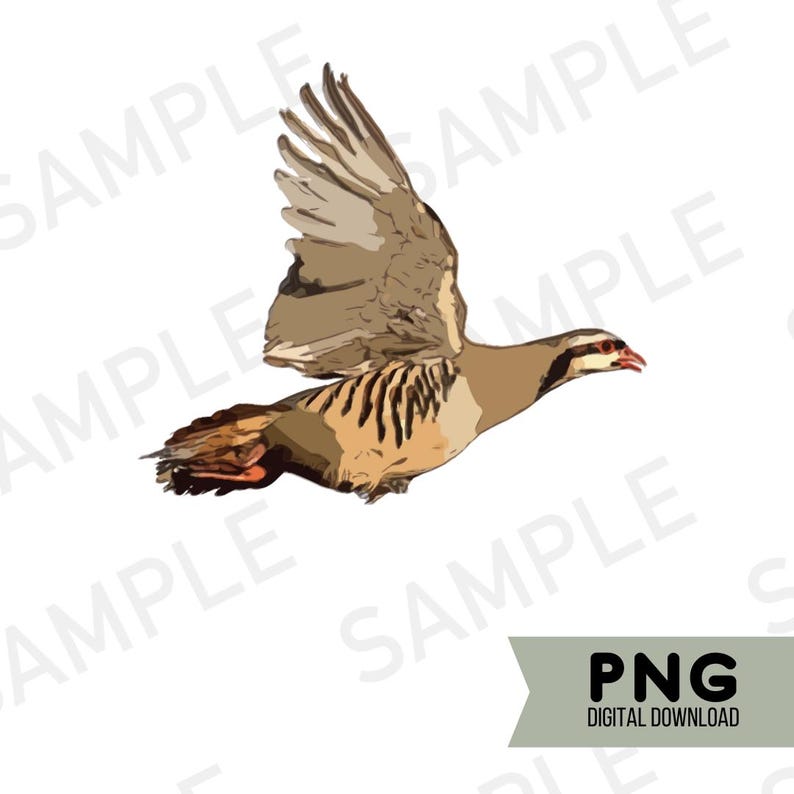 Chukar PNG Chukar Hunter Design Upland Bird Hunting PNG Hunting ...